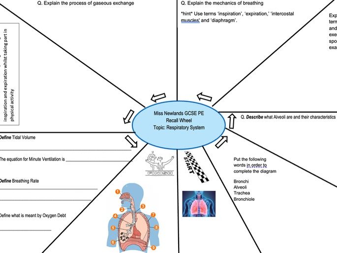 AQA GCSE PE Revision cardiovascular and respiratory system revision ...