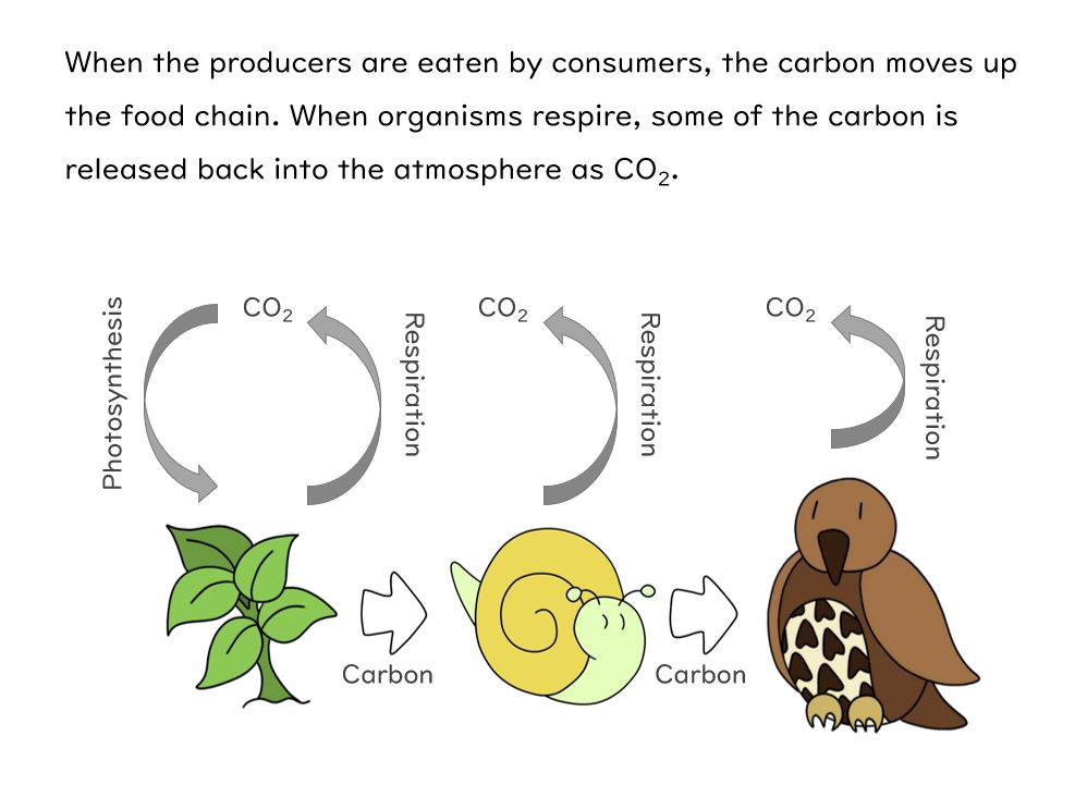 The Carbon Cycle Supplementary Slides and Worksheet (GCSE Biology AQA ...