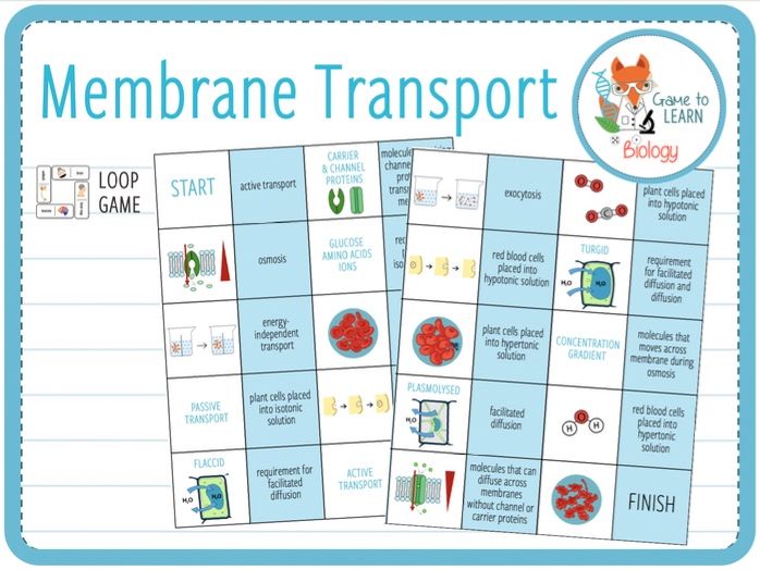 Transport across Membranes - Loop Game (KS4/5) | Teaching Resources