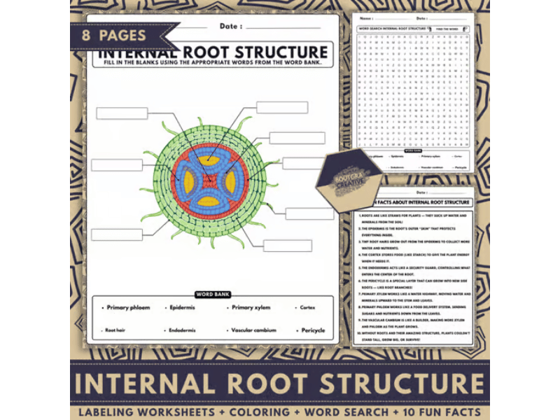 Internal Root Structure – Plant Science Worksheets | Labeling, Coloring ...