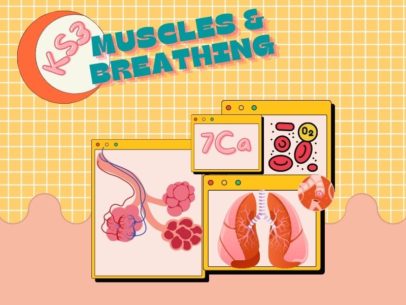 KS3 Muscles and Bones - Bundle | Teaching Resources