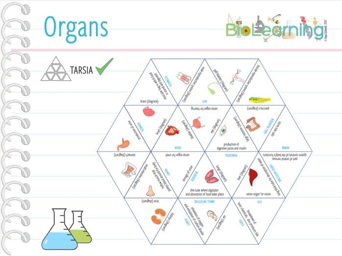 Organs - Tarsia large (KS3/4) | Teaching Resources