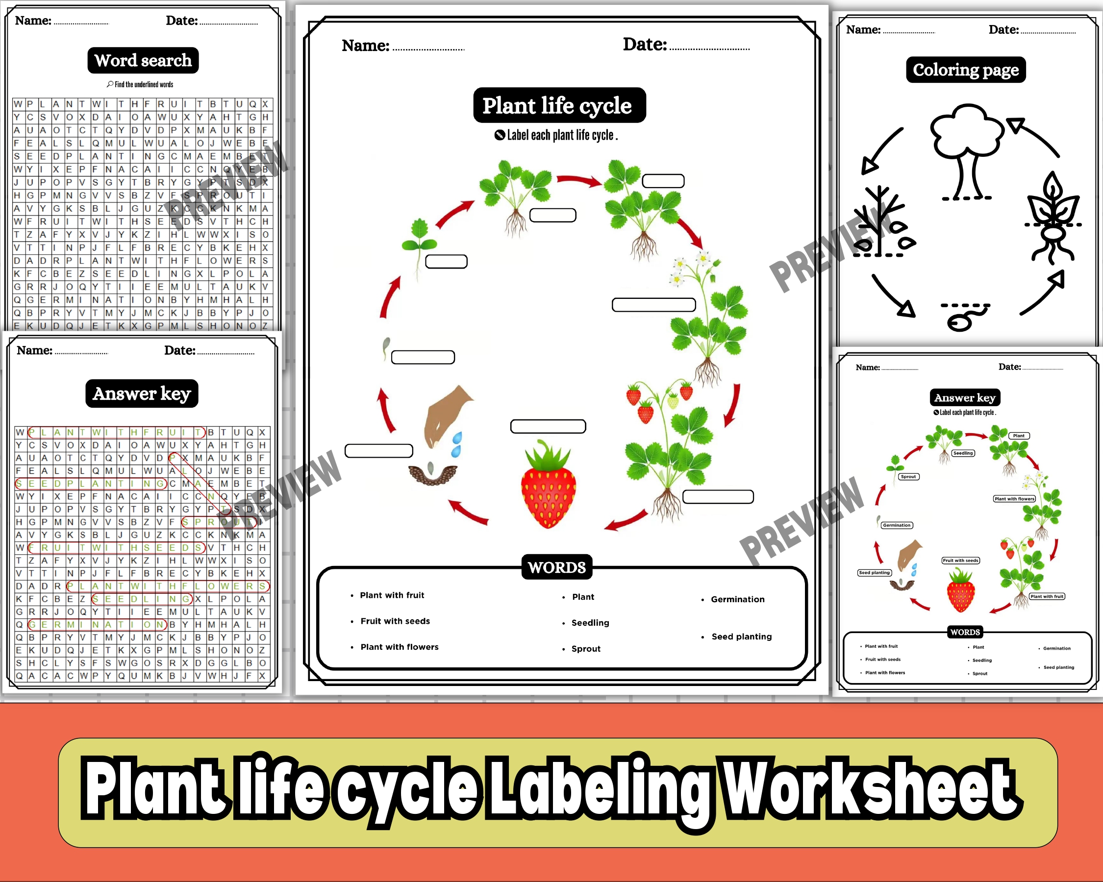 Plant Life Cycle Worksheets,Labeling Diagram,Word Search,Coloring-Plant ...