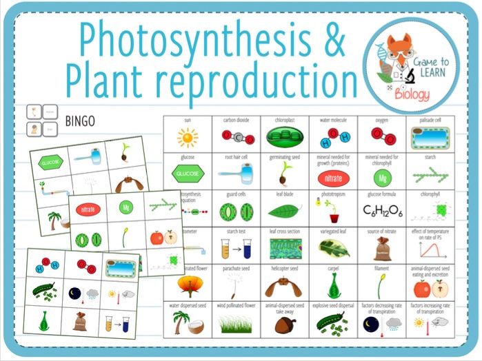 Photosynthesis and Plant Reproduction - Bingo (KS3/4) | Teaching Resources
