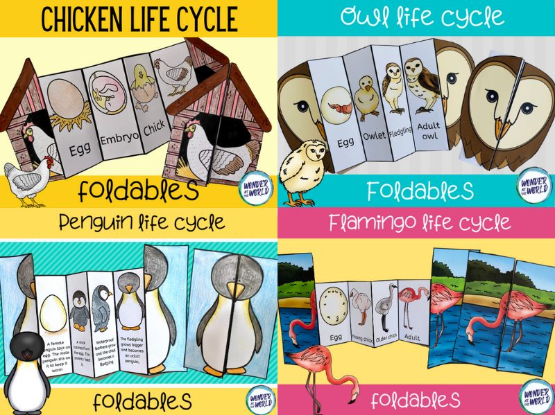 Bird life cycle foldables bundle (owl, penguin, chicken, flamingo ...