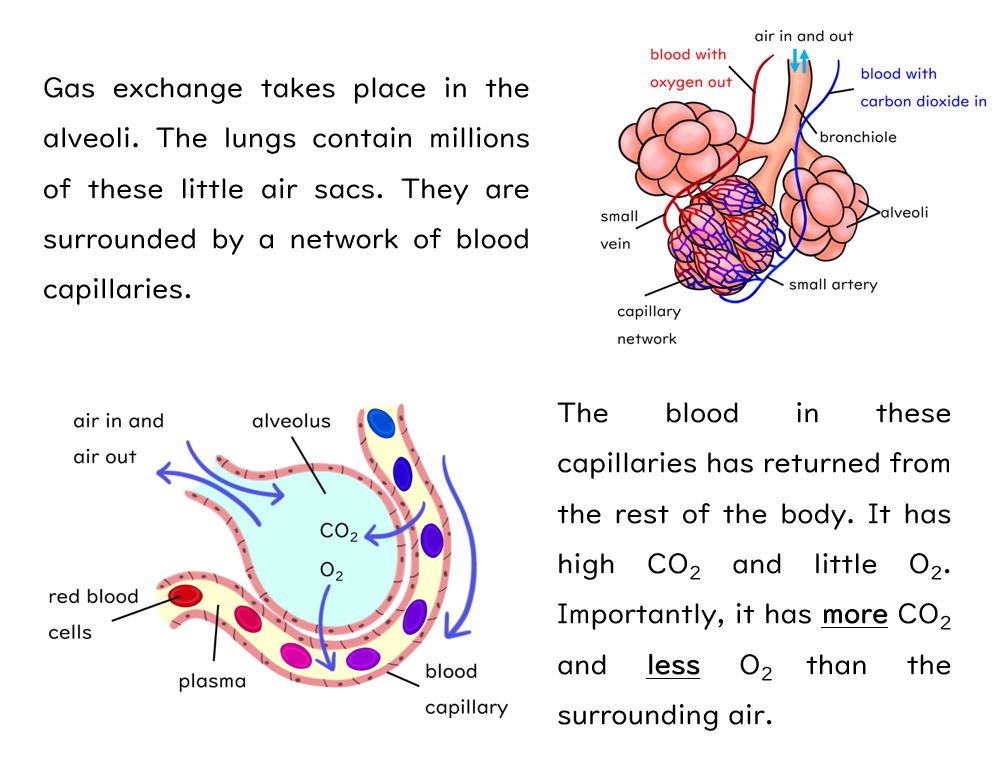 Respiratory System Supplementary Slides and Worksheet (GCSE Biology AQA) | Teaching Resources