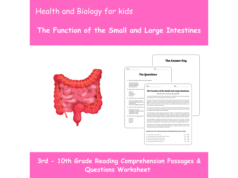 The Function of the Small and Large Intestines Reading Comprehension ...