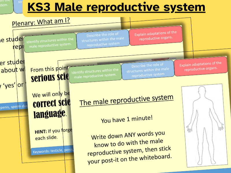 Male human reproductive system KS3 | Teaching Resources