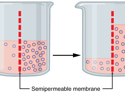 Reading exercise - Absorbing Water and Minerals | Teaching Resources