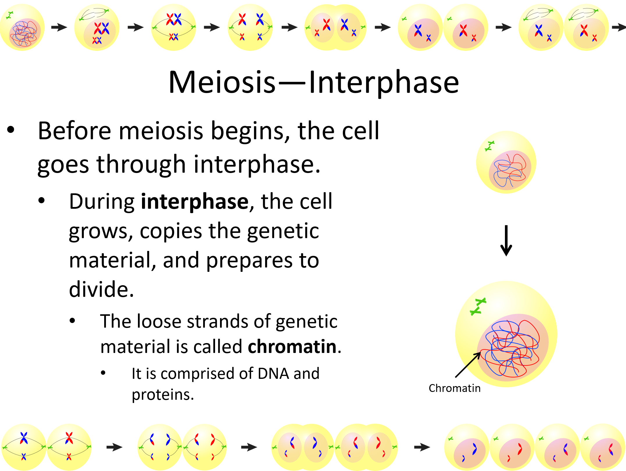Meiosis Slideshow | Teaching Resources