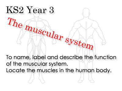KS 2 Science muscular system lesson by nikkimarsh | Teaching Resources