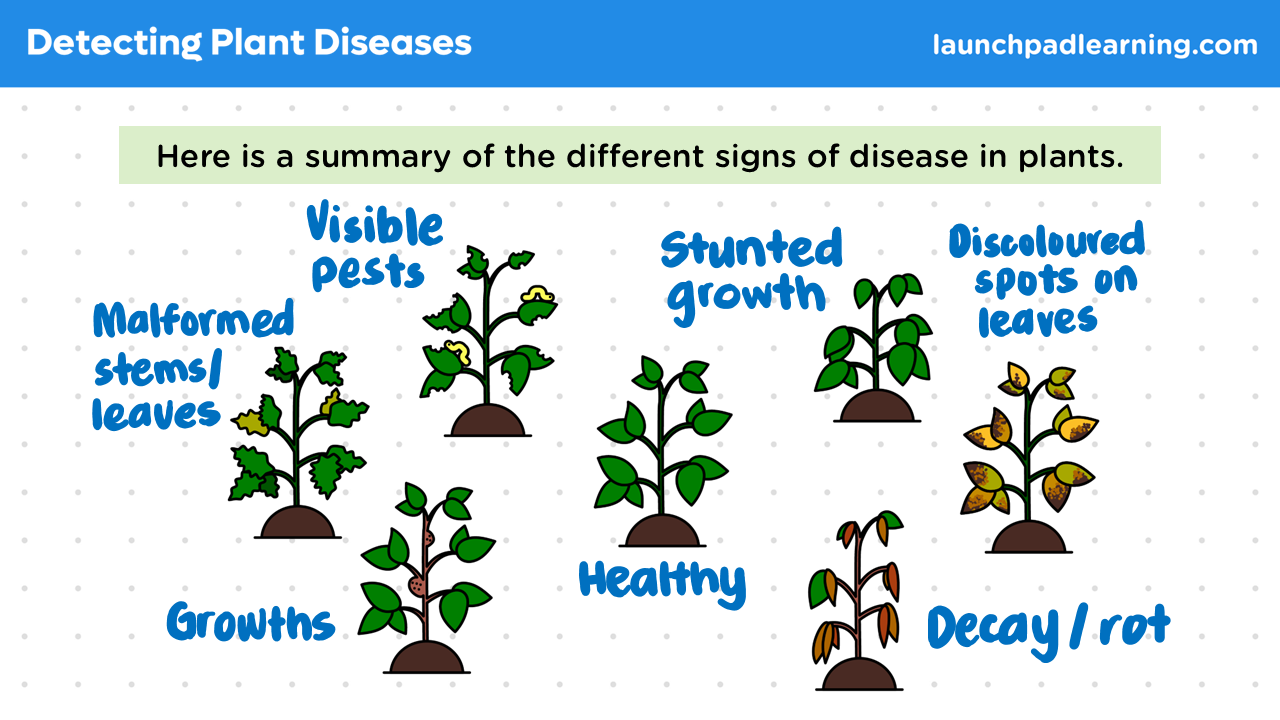 GCSE AQA Biology Complete Lesson - Plant Disease Issues | Teaching ...