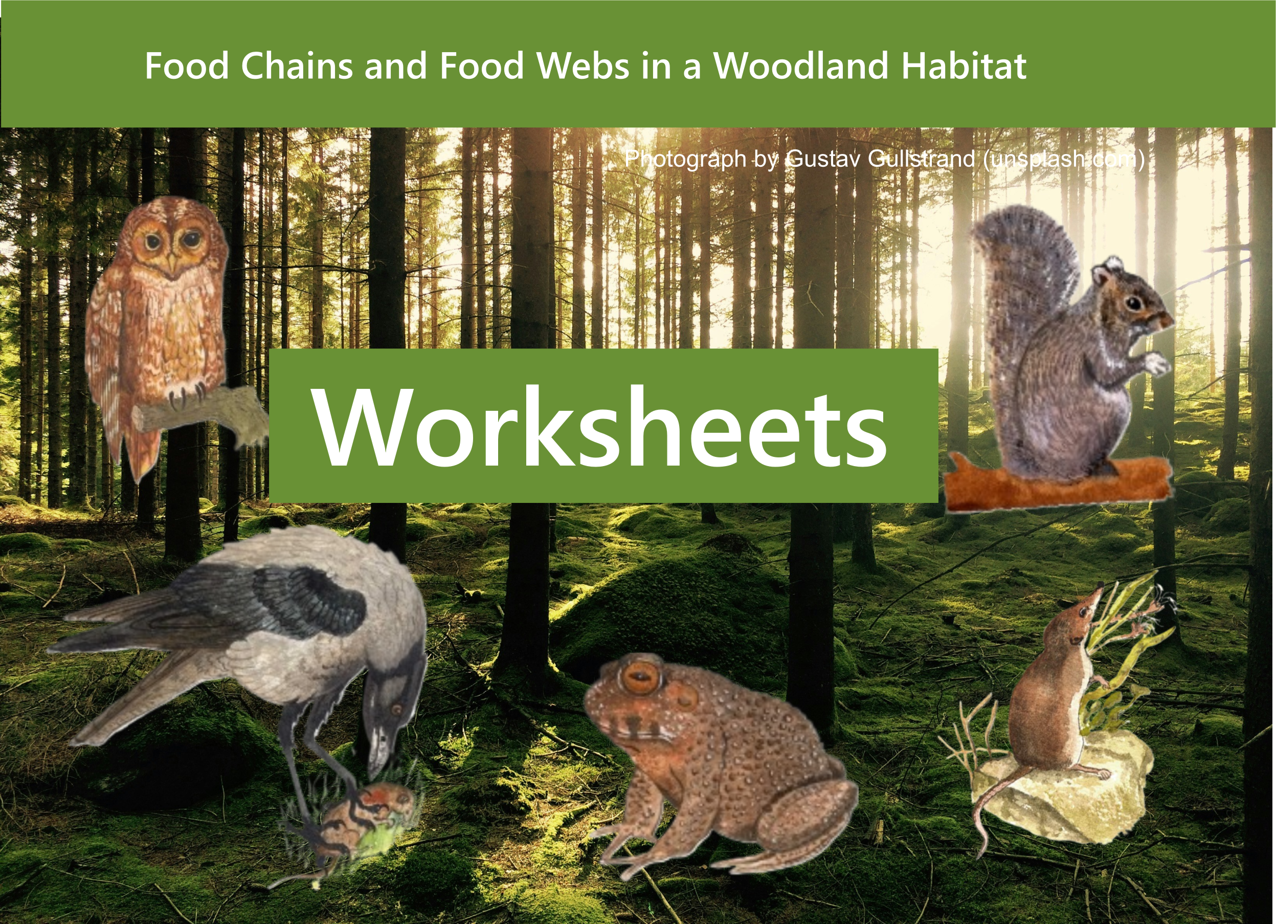 Food Chains and Food Webs/Woodland | Teaching Resources