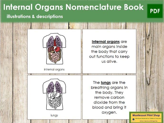 Human Internal Organs Nomenclature Book Science Printable ...