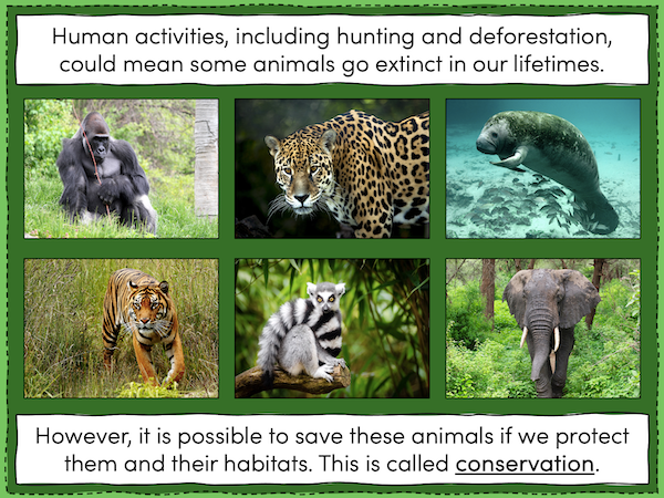 Identifying tropical rainforest animals - KS2 | Teaching Resources