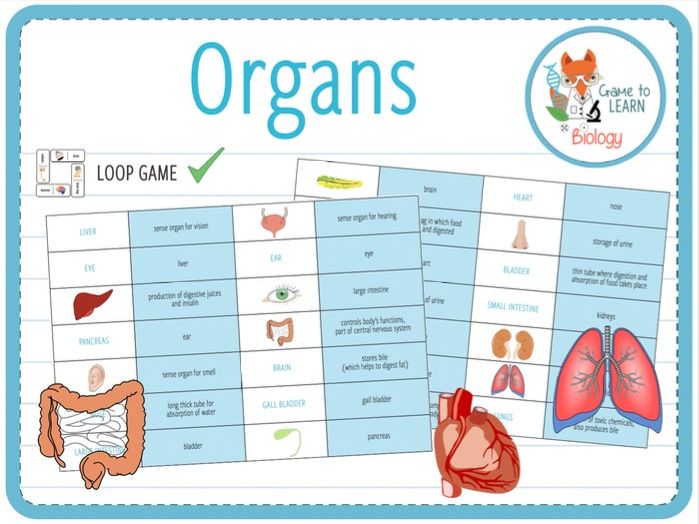 Organs - Loop game (KS3/4) | Teaching Resources