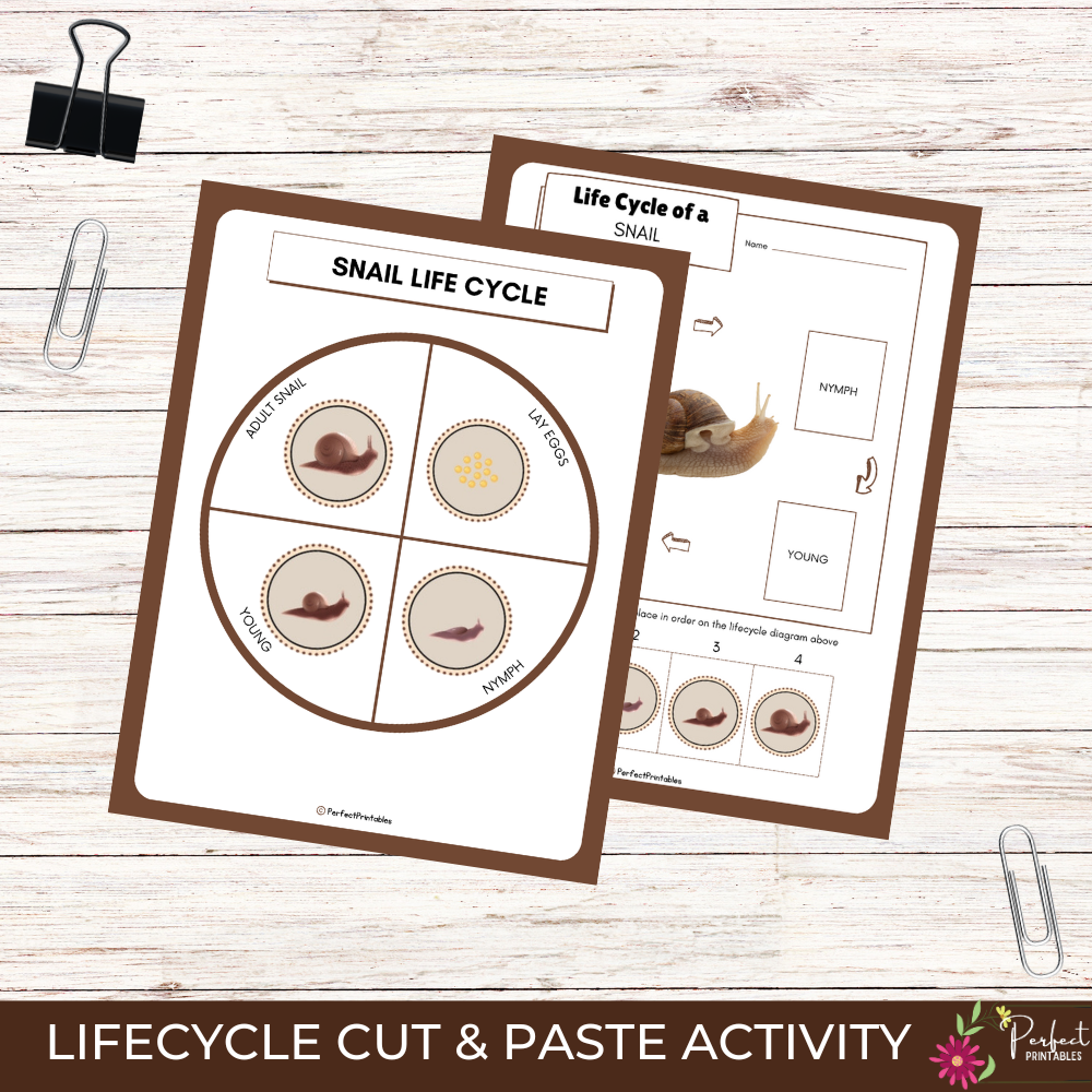Life Cycle of a Snail Worksheet | Animals Unit Study With Fun Facts ...