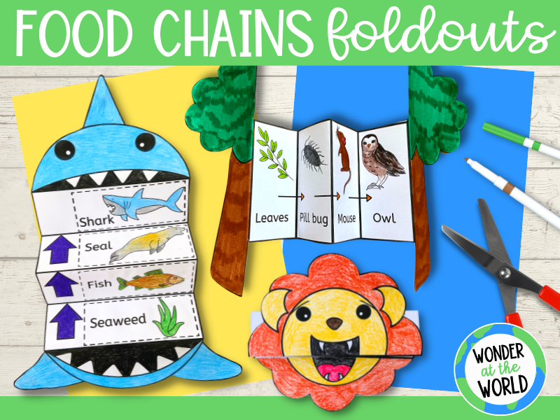 Food Chains Sequencing Foldable Activities KS1 Teaching Resources Food Chains Sequencing Foldable Activities KS1 Teaching Resources