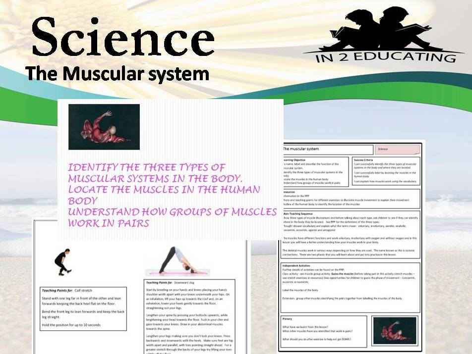 KS 2 Science muscular system lesson | Teaching Resources