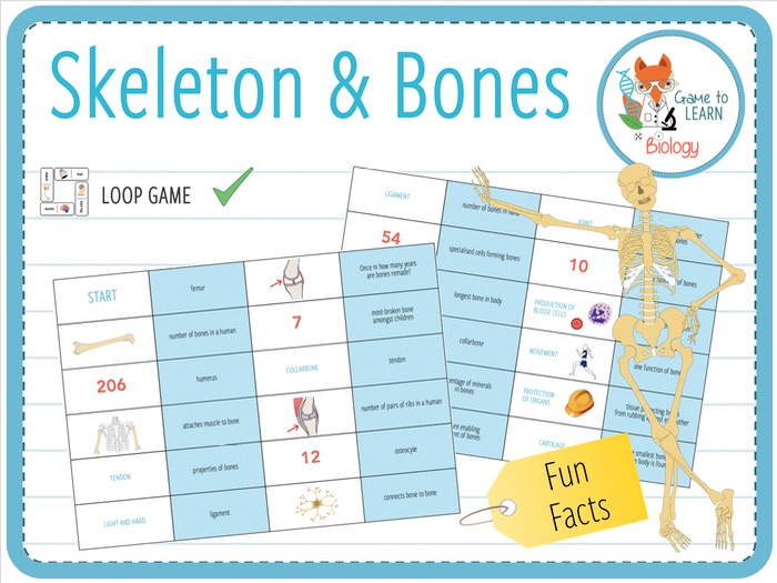 Skeleton and Bones Fun Facts - Loop Game (KS3/4) | Teaching Resources
