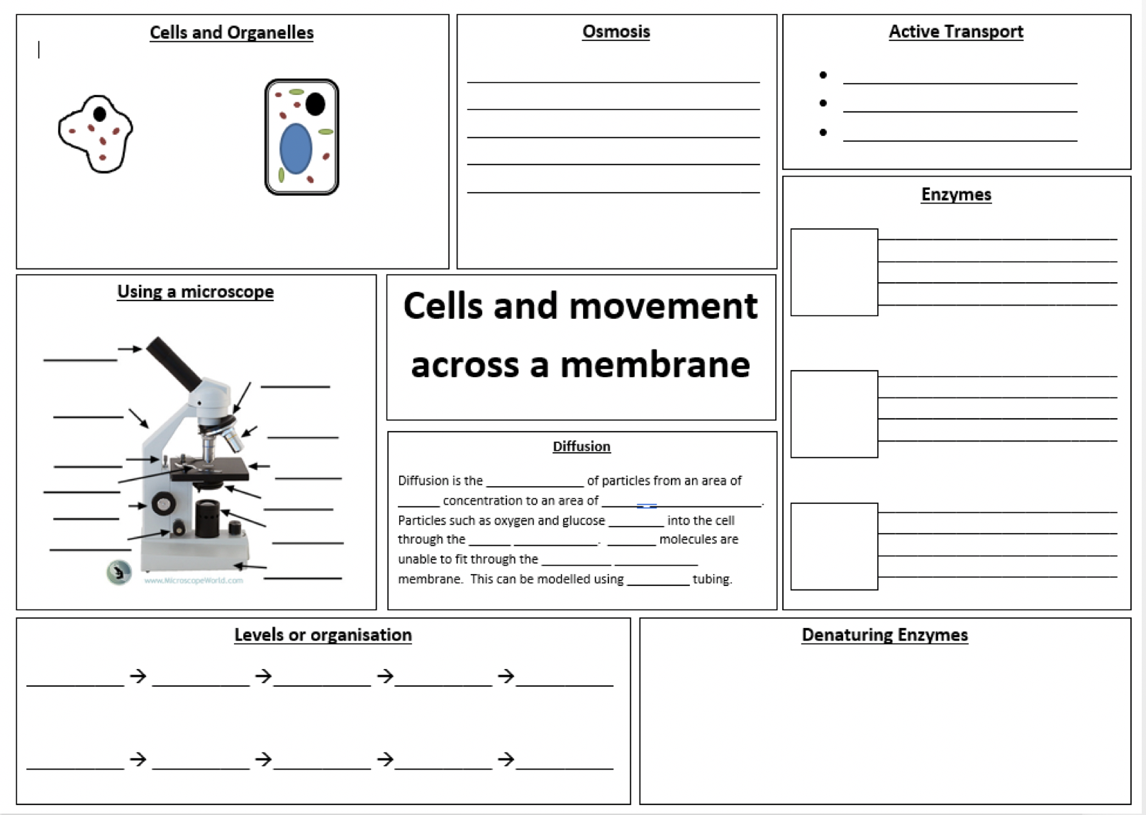 Wjec Gcse Biology Flashcards at Kate Mackinlay blog