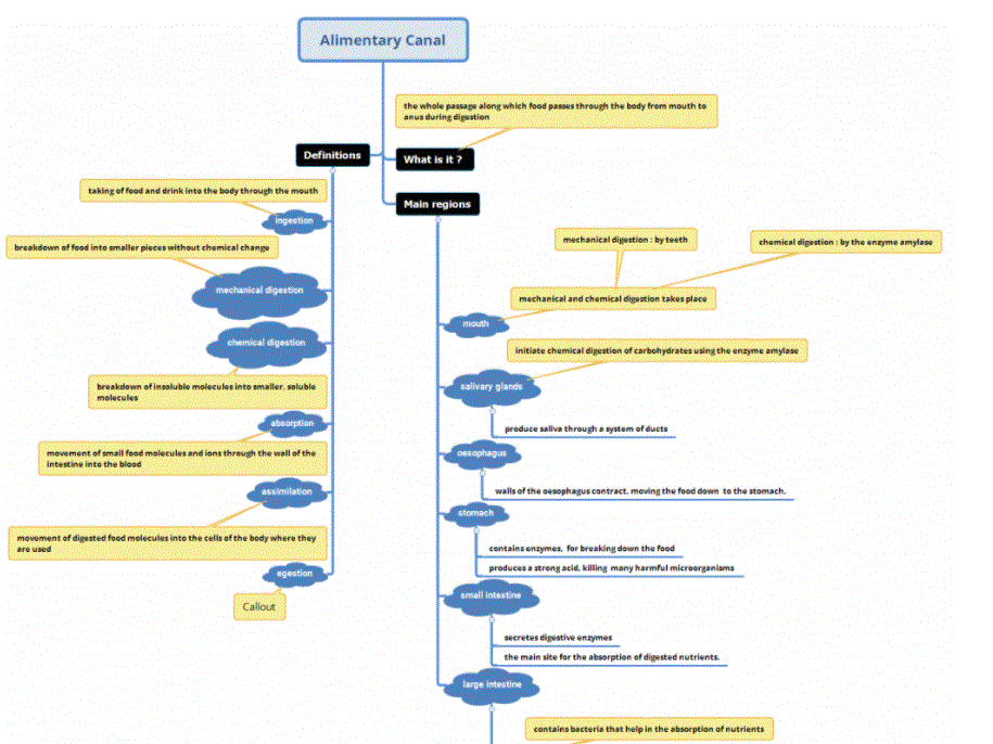 Alimentary Canal | Teaching Resources