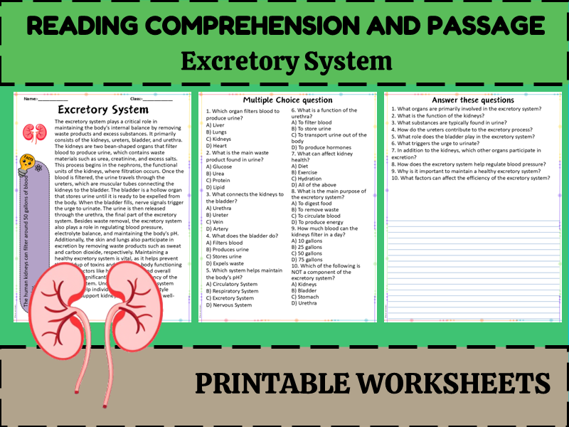 Explore the Excretory System: Engaging Reading Passage & Questions ...