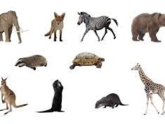 Year 7/ French Club activity sheet 'C'est quel animal?' Animal ...