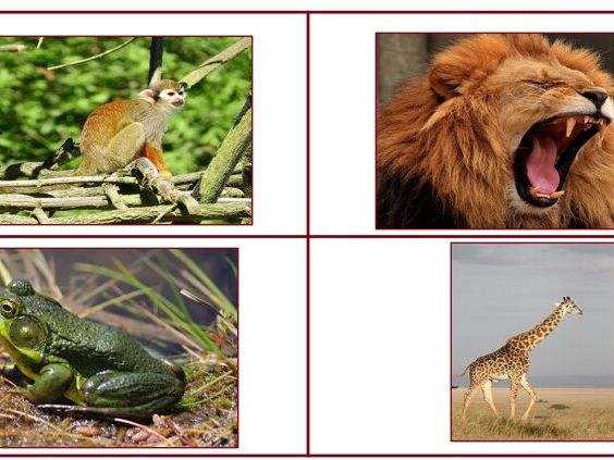 Dear Zoo | Teaching Resources