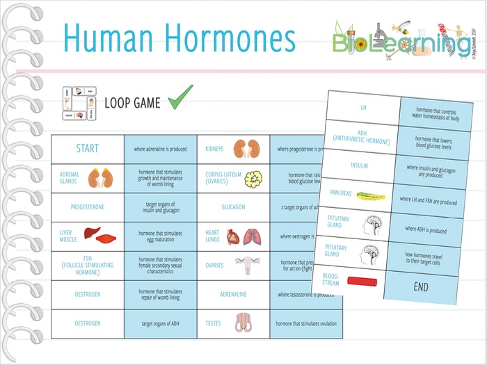 Human hormones - Loop Game (KS4/5) | Teaching Resources
