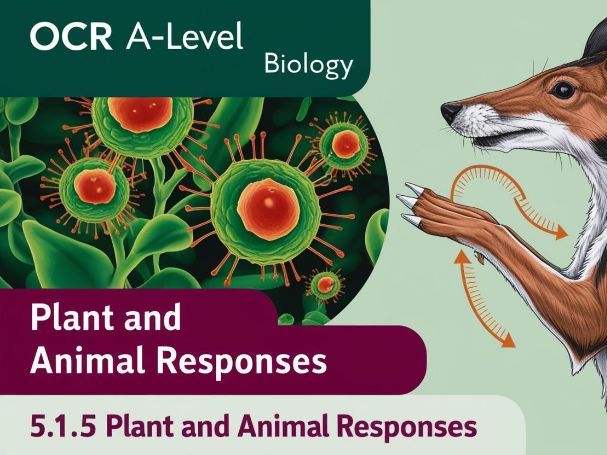 OCR A-level biology 5.1.5 Plant and animal responses Whole topic ...