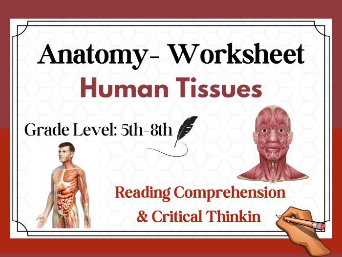 Human Tissues: Reading Comprehension Passages & Questions Worksheets ...