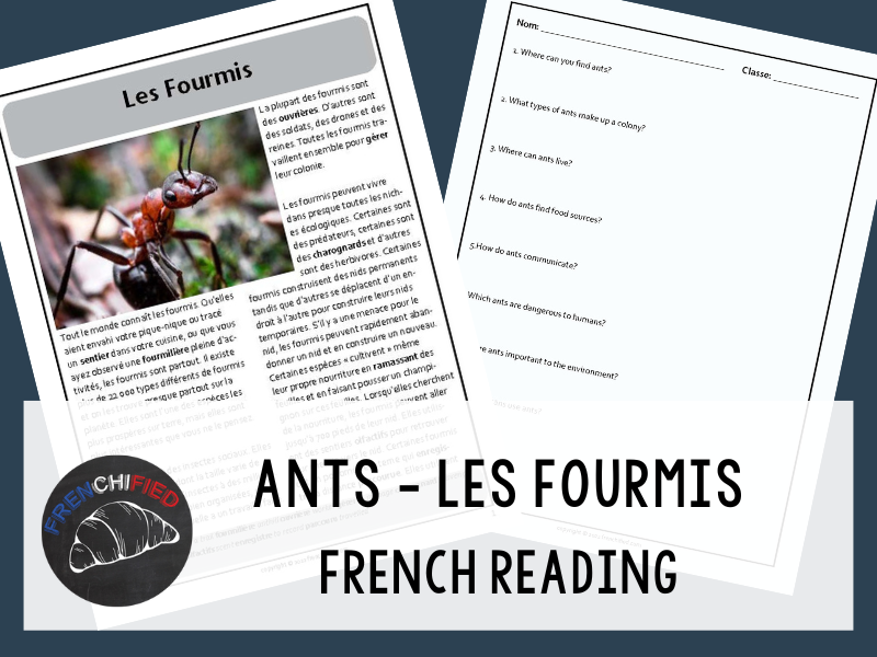 French reading comprehension activity - ants | Teaching Resources