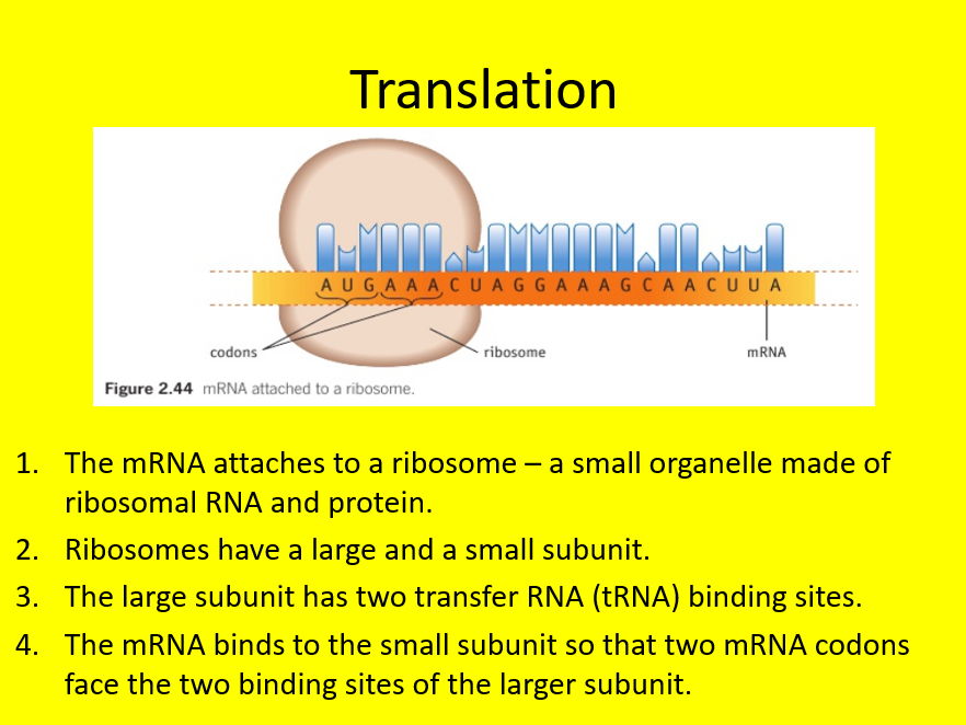 Edexcel A Level Biology Spec A Salters-Nuffield Topic 2 Genes and ...