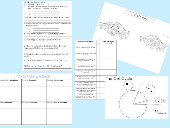 Mitosis & The Cell Cycle Lesson EDEXCEL | Teaching Resources