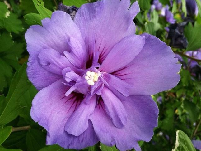 iGCSE 0475 - Worksheets on Purple Hibiscus | Teaching Resources