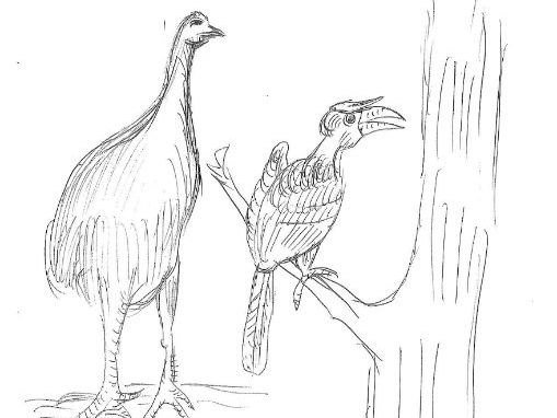 A drawing with two different birds | Teaching Resources