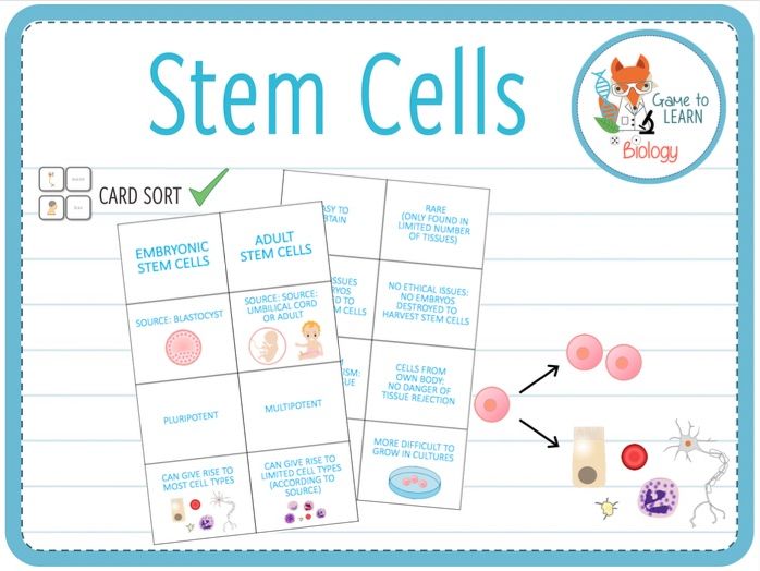 Stem Cells - Card Sort (KS4/5) | Teaching Resources