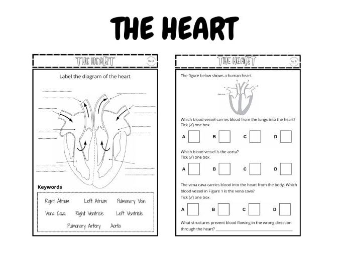 The Heart KS4 Worksheet LA | Teaching Resources