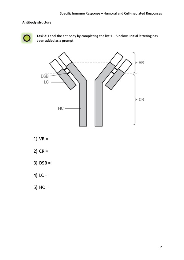 Immune System: T cells, B cells, HIV, Antibodies and Vaccines AQA A ...