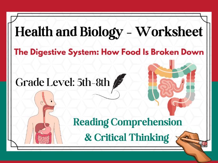 The Digestive System: How Food Is Broken Down: Reading Comprehension ...