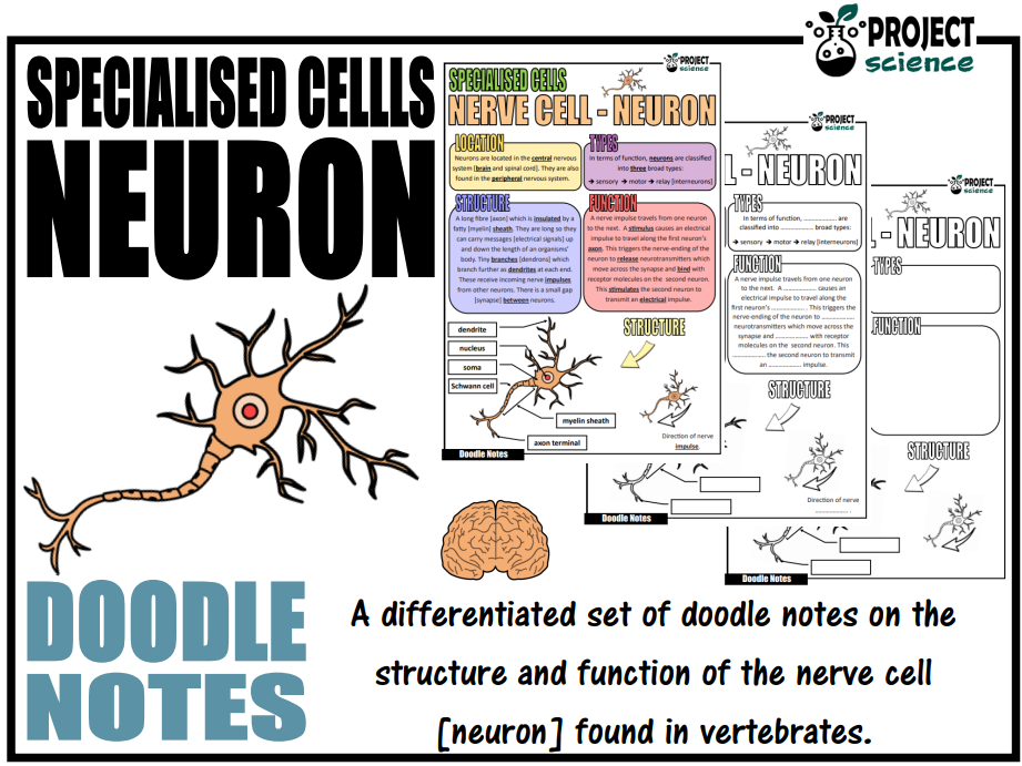 Specialised Cells: Nerve Cell [Neuron] Doodle Notes | Teaching Resources