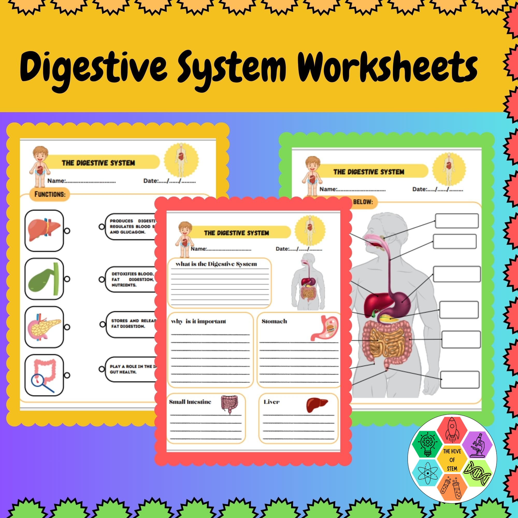 Human Body Systems | Digestive System Worksheets | Teaching Resources