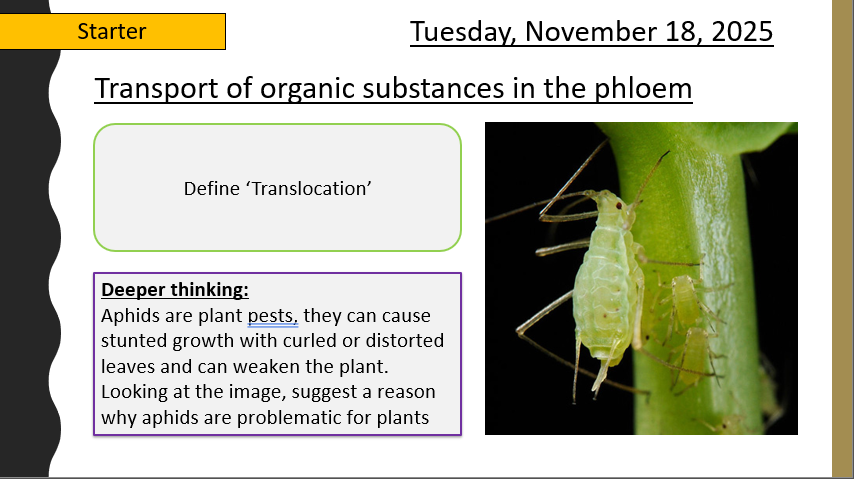 AQA A-Level New specification - 3.3.4.2 Translocation (Mass transport ...