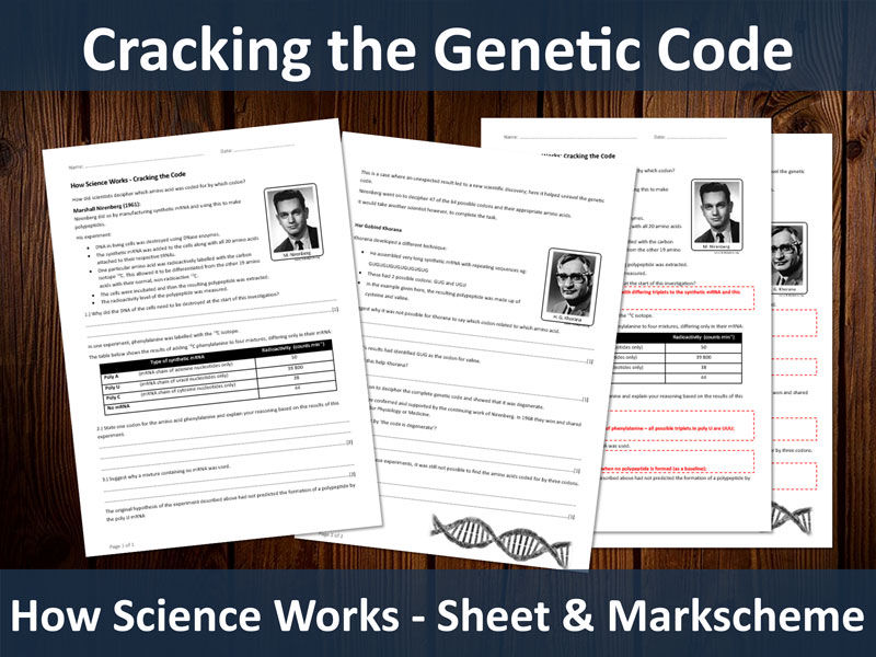 Cracking The Genetic Code A Level Worksheet And Markscheme