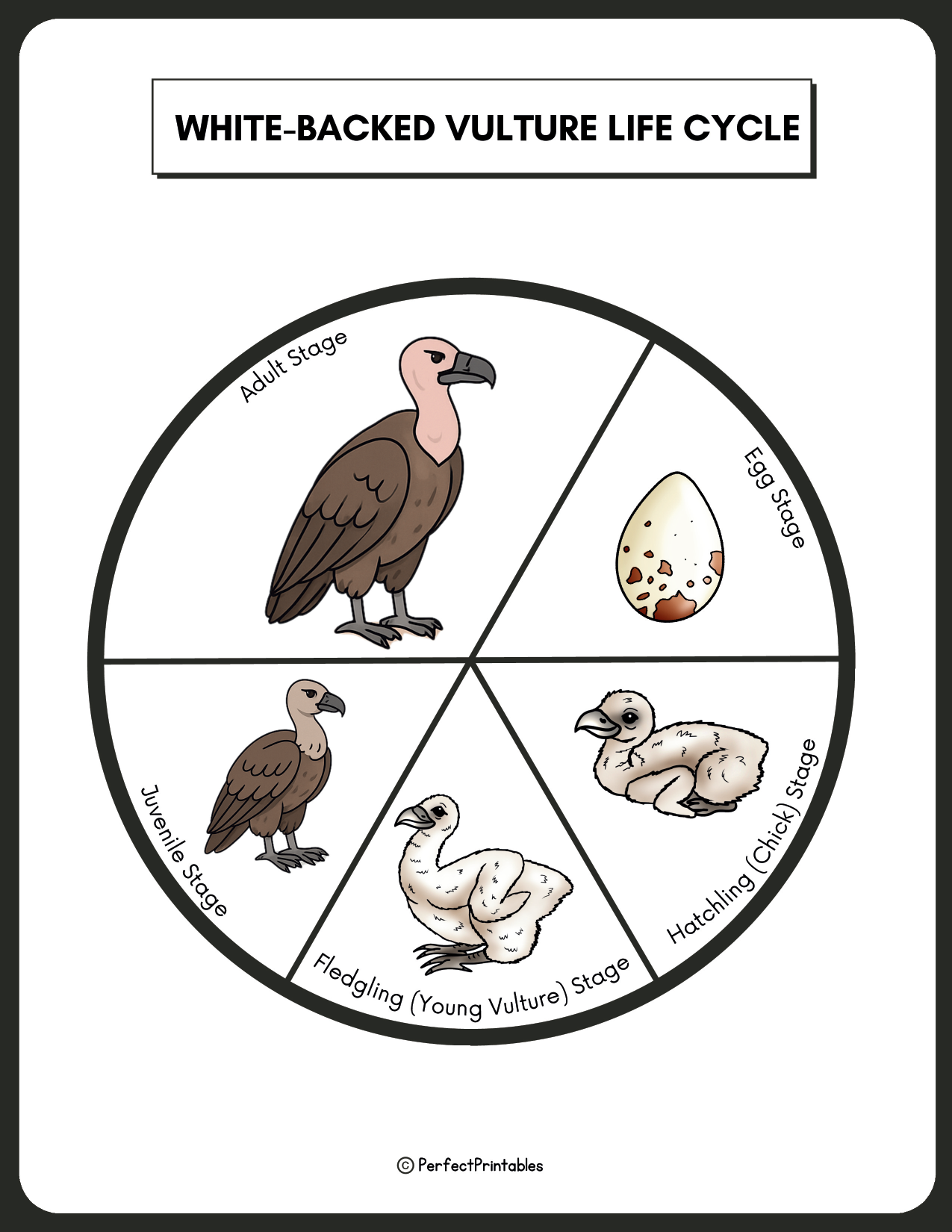 White-backed vulture Life Cycle | Birds Science Activities & Fun Facts ...