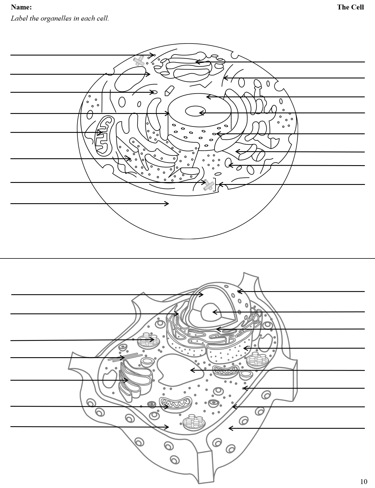 The Cell Worksheets | Teaching Resources