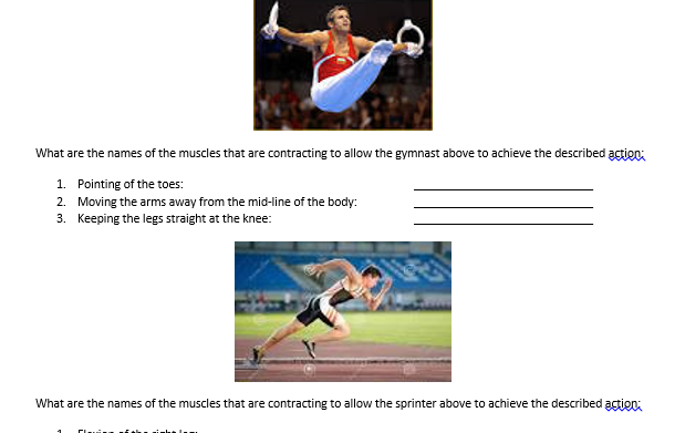 GCSE PE AQA New 2016 muscular & skeletal system by jpridmore - Teaching ...