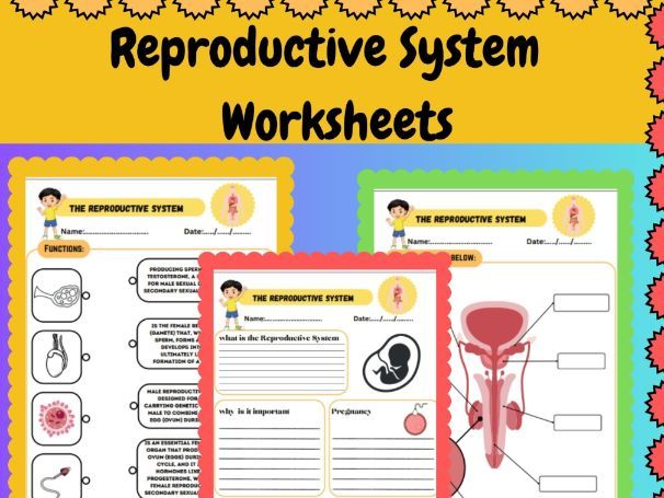 Human Body Systems | Reproductive System | Worksheets and activities ...