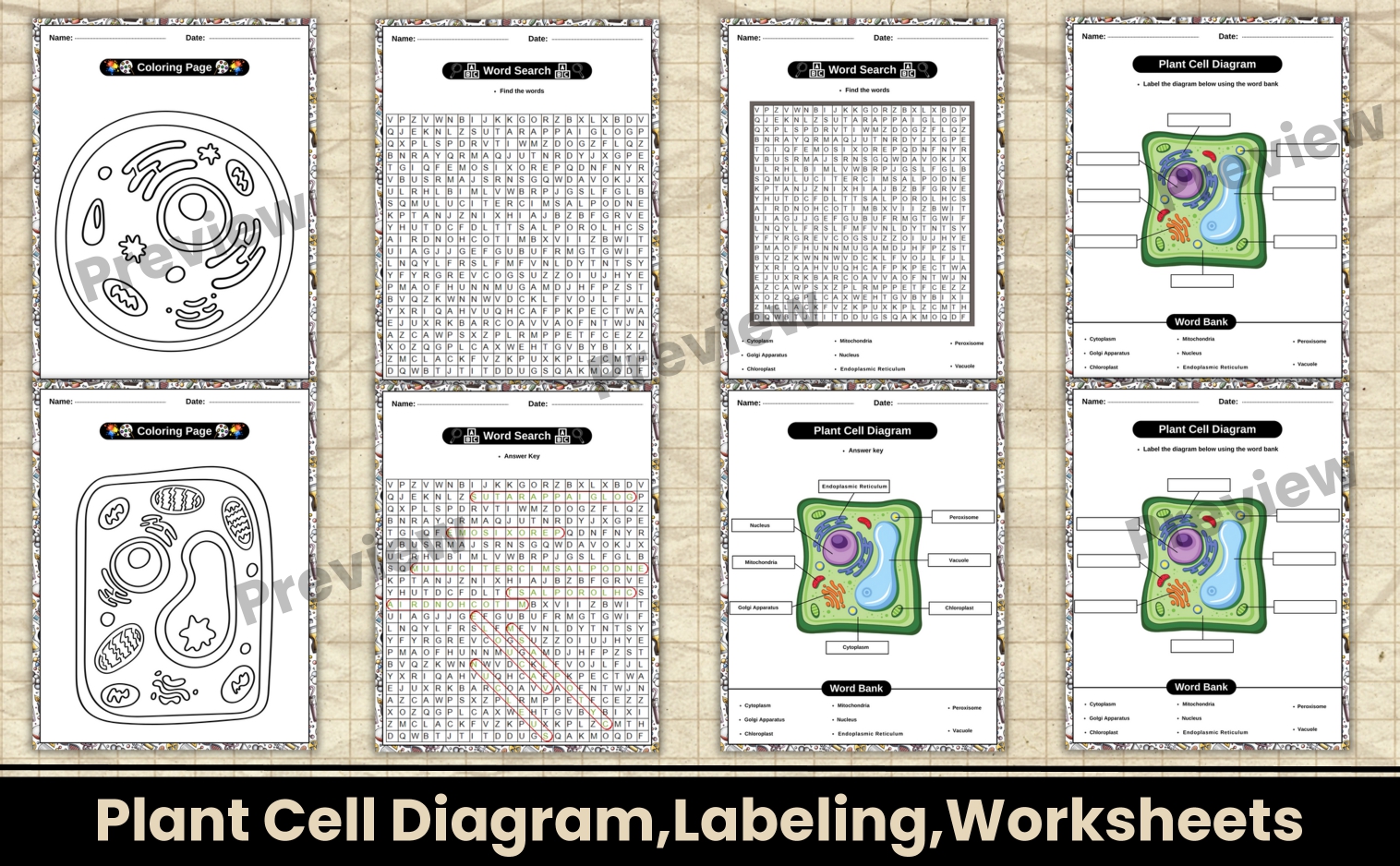 Plant Cell Diagram Labeled-Plant Cell Anatomy,Wordsearch,Coloring ...